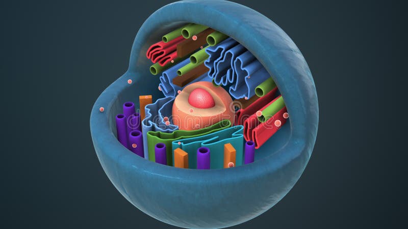 Internal Structure of an Animal Cell Stock Video - Video of cell ...