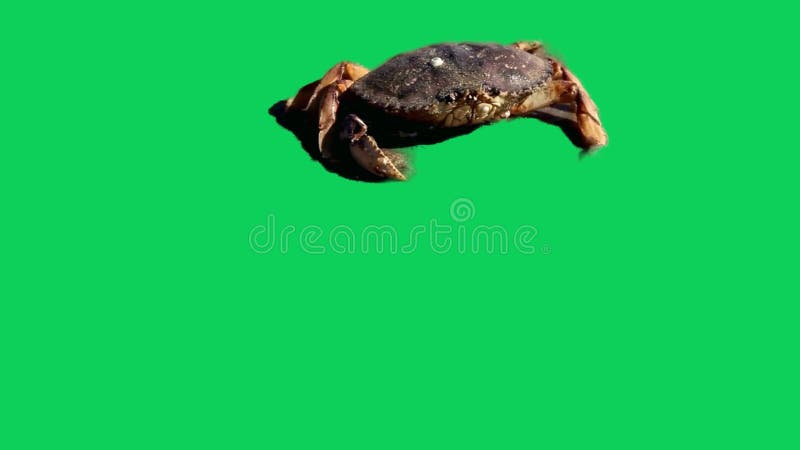 This Stock Video Shows a Crab Moving in Front of a Green Screen Stock ...