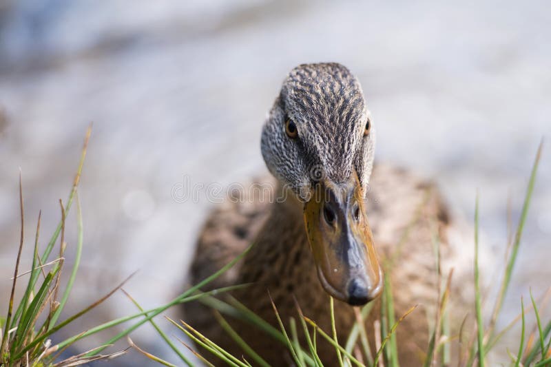 Duck on the Bank of the Stream Stock Photo - Image of stream, animal ...