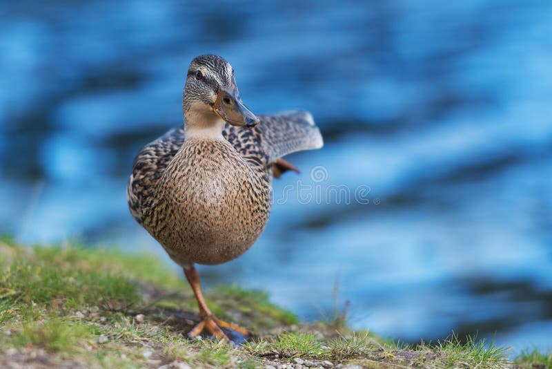 Duck on the Bank of the Stream Stock Photo - Image of stream, animal ...