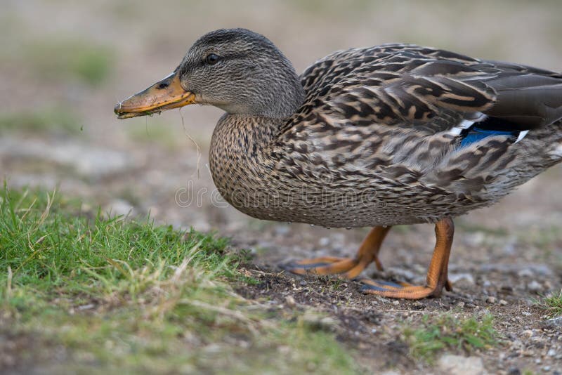 Mallard Duck Standing on the Bank Stock Photo - Image of mallard, copy ...