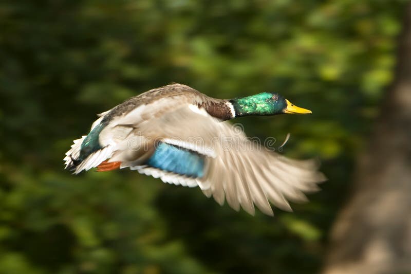 Stockenten-Ente im Flug stockbild. Bild von jagd, wasservögel - 12574941