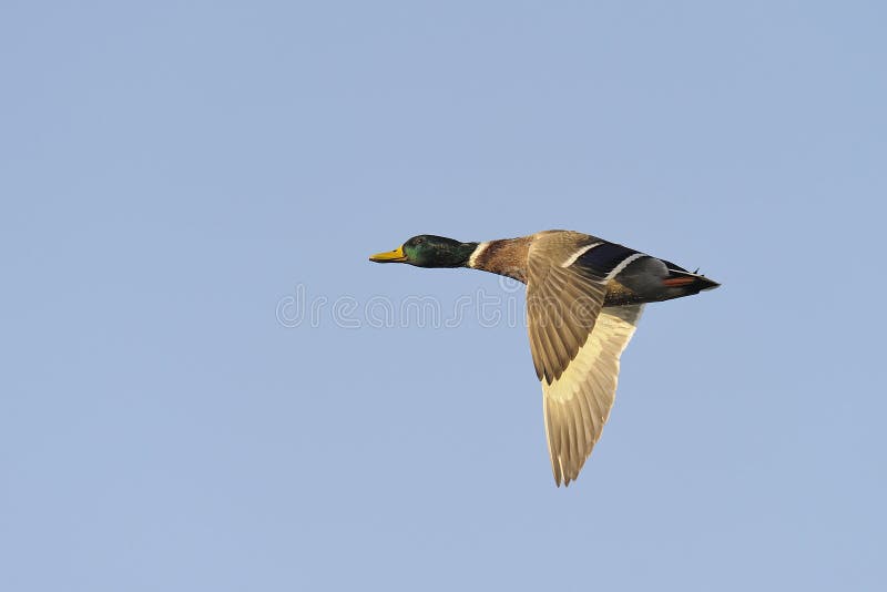 Stockente im Flug stockbild. Bild von flugwesen, horizontal - 35811453