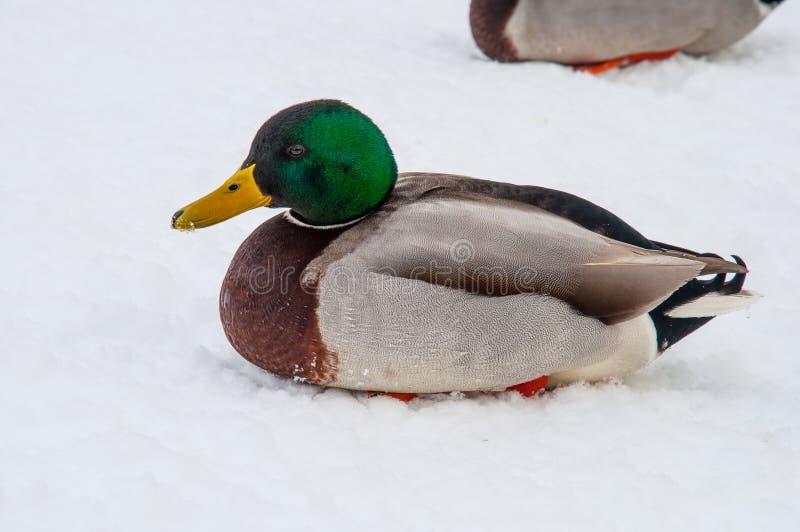 Ente im Schnee stockfoto. Bild von schnee, ente - 48501364