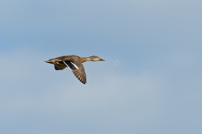 Ente im Flug stockfoto. Bild von stockente, vogel, flug - 3315780
