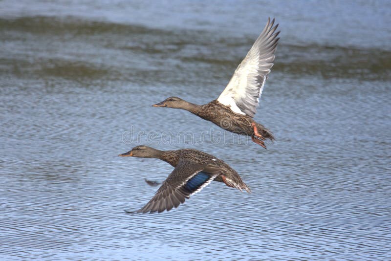 Stockenten im Flug stockbild. Bild von enten, tier, ente - 15416603