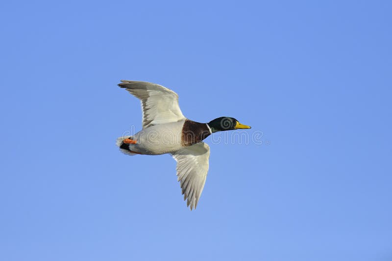 Spießenten-Ente im Flug stockfoto. Bild von eingebürgert - 23547740