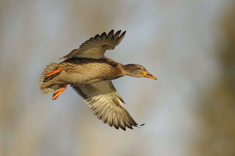 Stockente im Flug stockbild. Bild von flugwesen, horizontal - 35811453