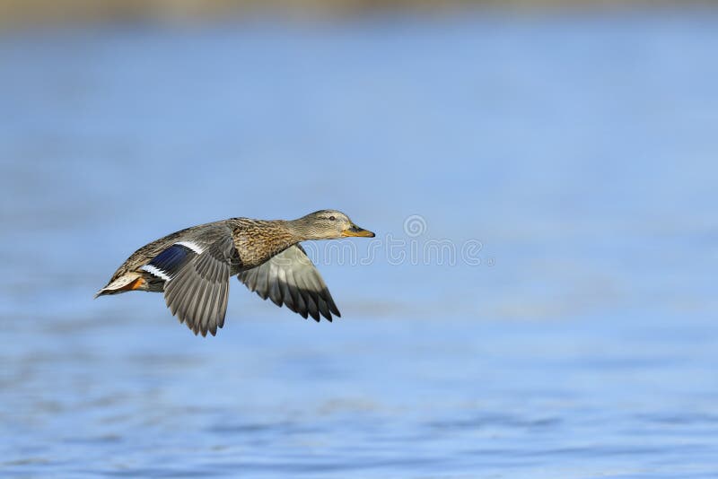 Stockente im Flug stockbild. Bild von flugwesen, horizontal - 35811453