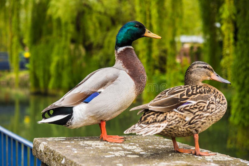 Weibliche Mallard-Ente Preening Sich Selbst Stockbild - Bild von ente ...