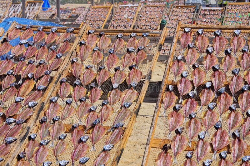 Fish drying racks stock photo. Image of salted, fishnet - 22505666
