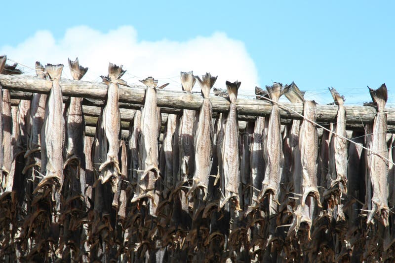 Stockfish Against the Lofoten Sky Stock Photo - Image of colours ...