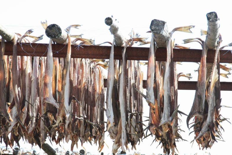 Stockfish Against the Lofoten Sky Stock Photo - Image of colours ...