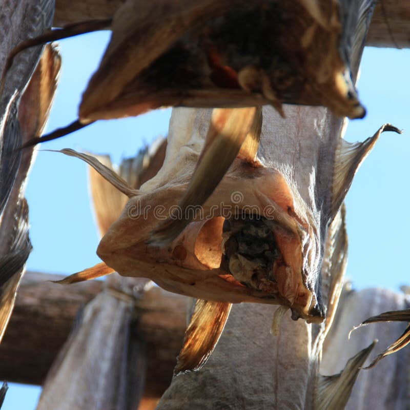 Stockfish details stock photo. Image of flesh, empty - 14149068