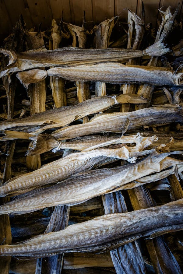 Stockfish - dried cod. stock photo. Image of nordland - 60383988