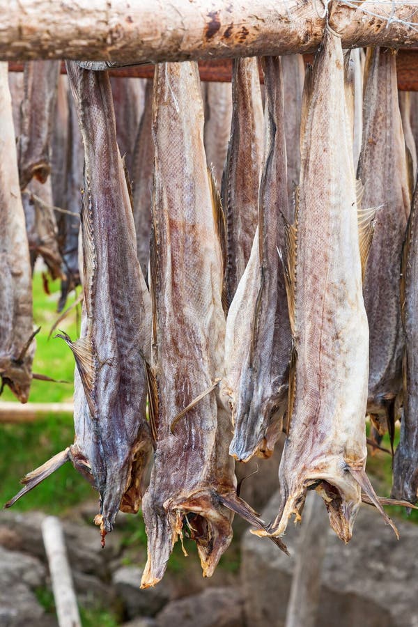 Stockfish Drying Outdoors on a Rack Stock Photo - Image of flakes ...