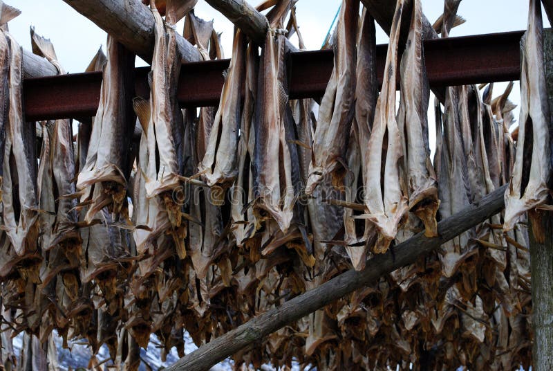 Stockfish stock photo. Image of production, conservation - 62400688