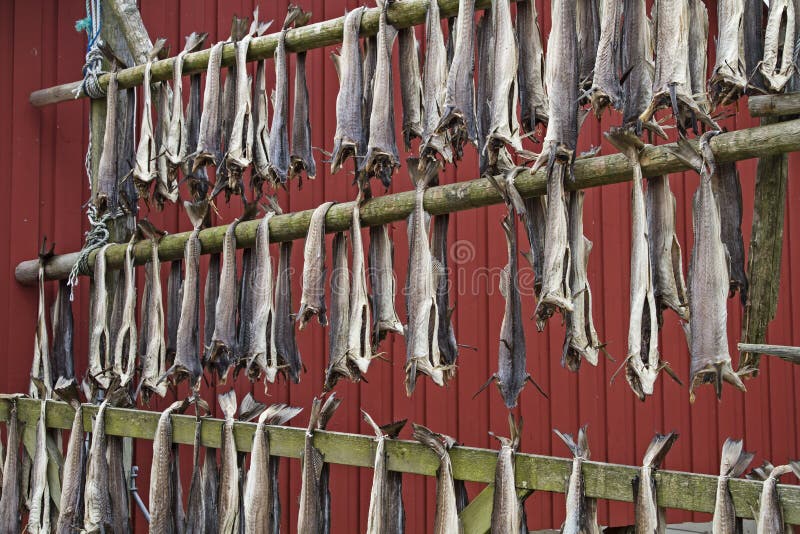 Stockfish racks in Lofoten stock image. Image of norway - 44103883