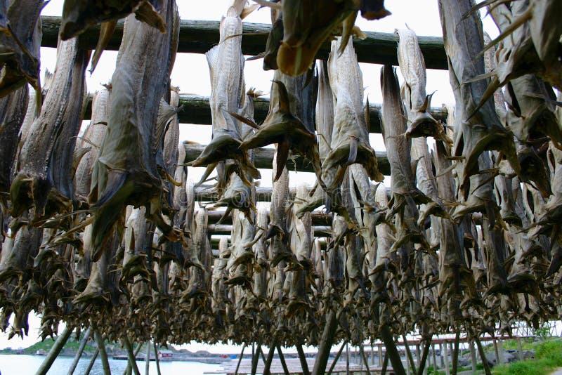 49+ Stockfish Free Stock Photos - StockFreeImages