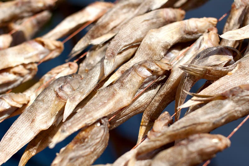 Stockfish Drying in Lofoten Stock Photo - Image of arctic, nature: 22571176