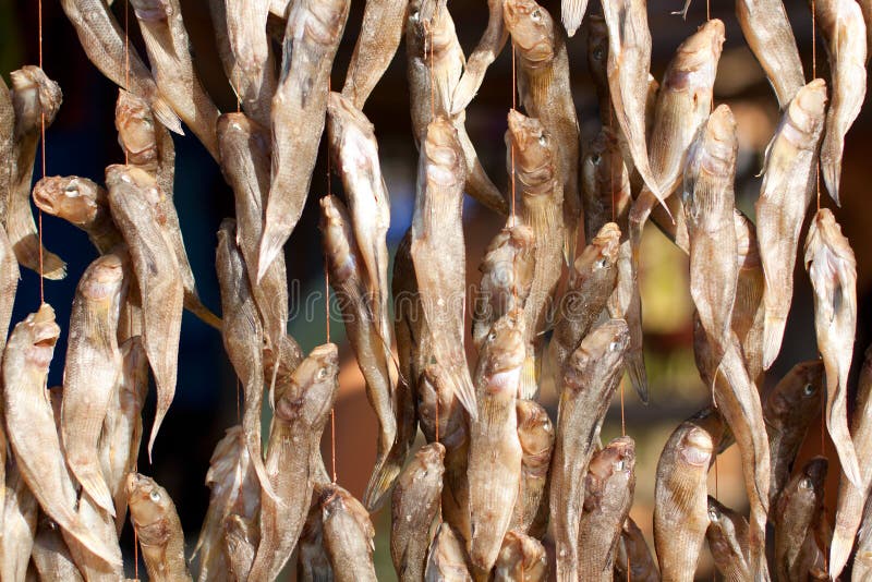 Stockfish on market stock photo. Image of fishes, traditional - 25787570