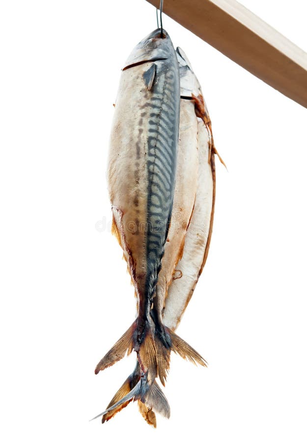 Stockfish stock image. Image of isolated, traditional - 36599803