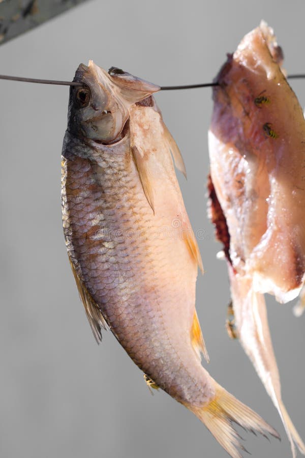 Stockfish stock photo. Image of dried, gourmet, norway - 62400688