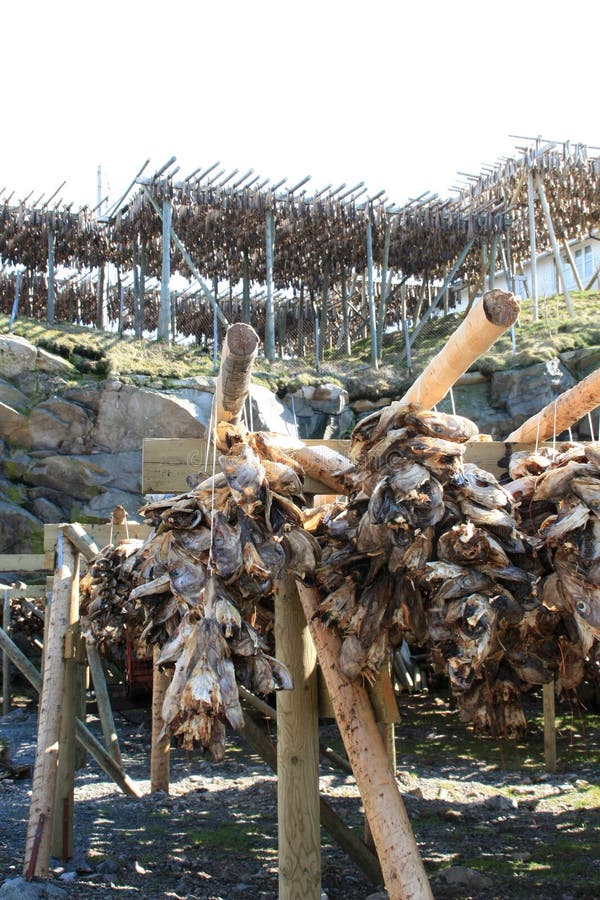 Stockfish Racks Against the Lofoten Sky Stock Photo - Image of line ...
