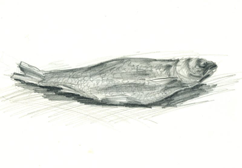 Stockfish stock illustration. Illustration of line, sketch - 36960903