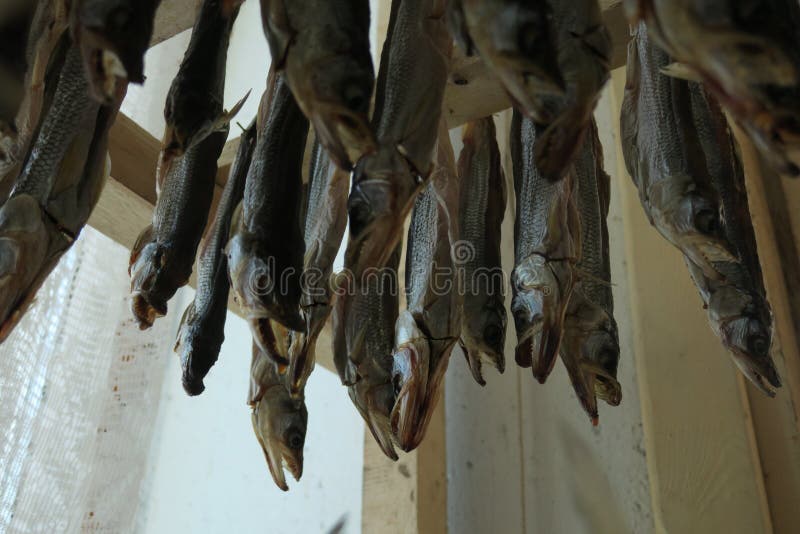 Stockfish is Unsalted Fish, Especially Cod, Dried by Cold Air and Wind ...