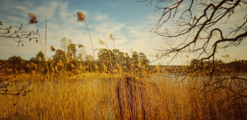 Stockholm nature side stock photo. Image of plant, branch - 247397490