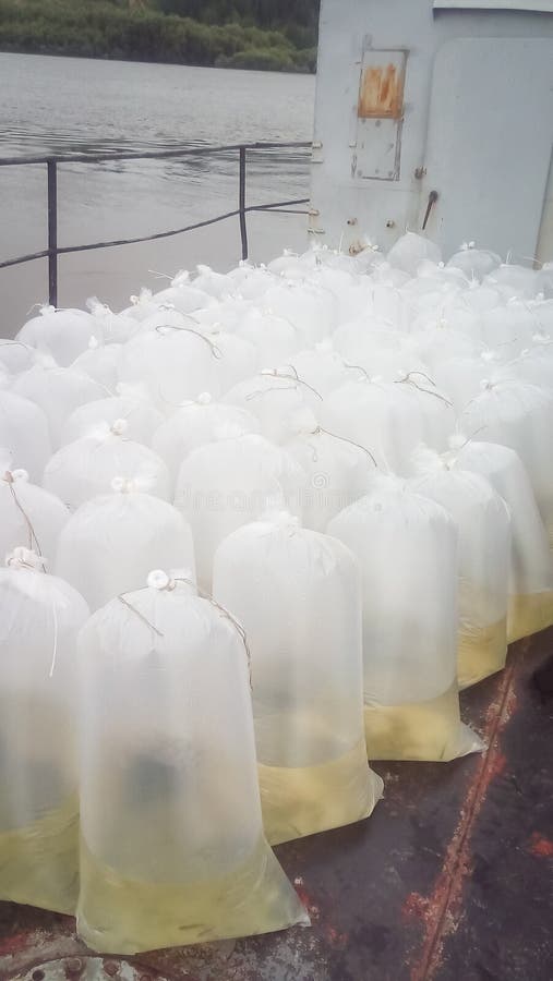 Stocking the river stock photo. Image of fresh, animal - 131496026