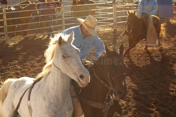 Stockman stock image. Image of horse, country, afternoon - 297097