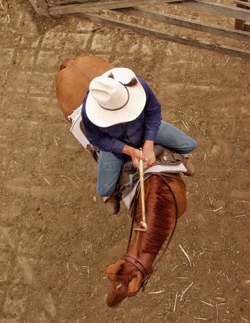 Stockman in Yards stock photo. Image of stockman, worker - 1709244