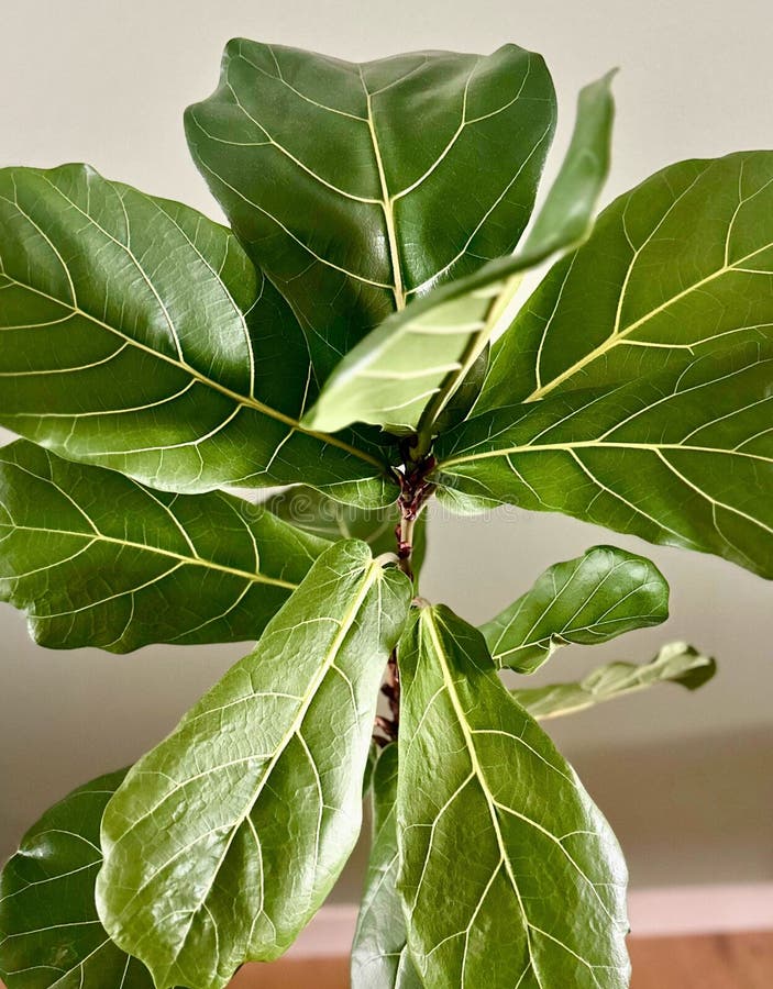 Closeup of a Thriving Fiddle Leaf Fig Plant Stock Image - Image of ...