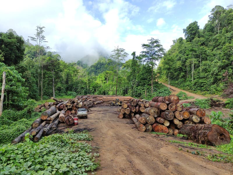 The Stockpile in the Forest Stock Image - Image of agriculture, trail ...
