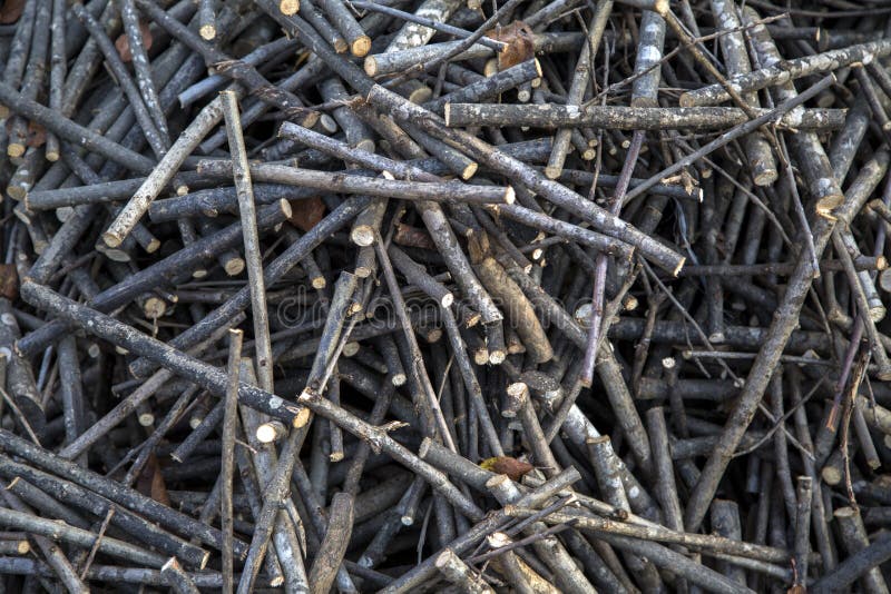 Stockpile of logs stock image. Image of nature, object - 63671467