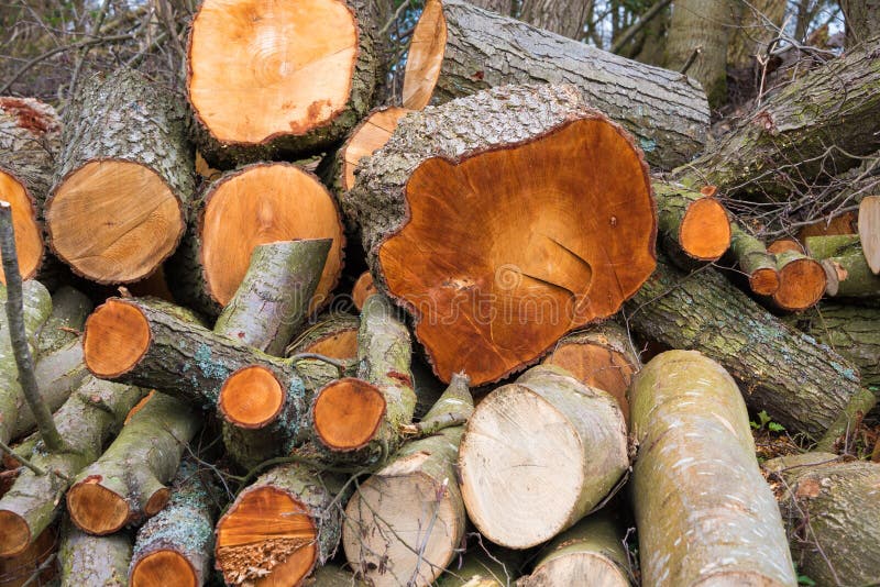 Stockpile of Logs stock image. Image of lumber, rural - 72481661