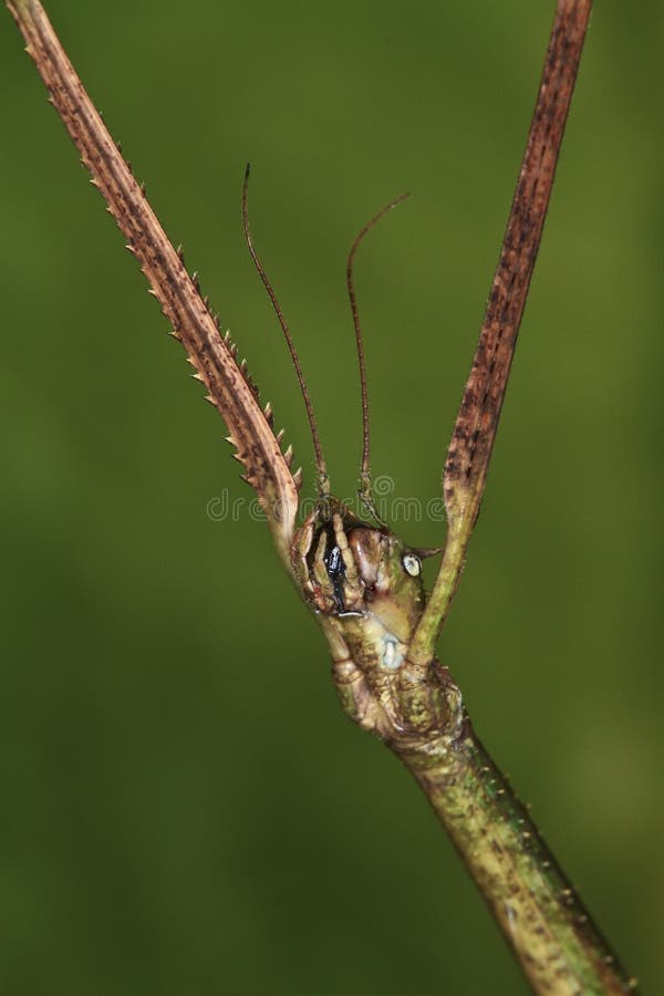 Wandelende Tak - Phasmatodea Stock Afbeelding - Afbeelding bestaande ...