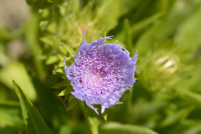 Stokes aster stock photo. Image of purple, green, plant - 203356898