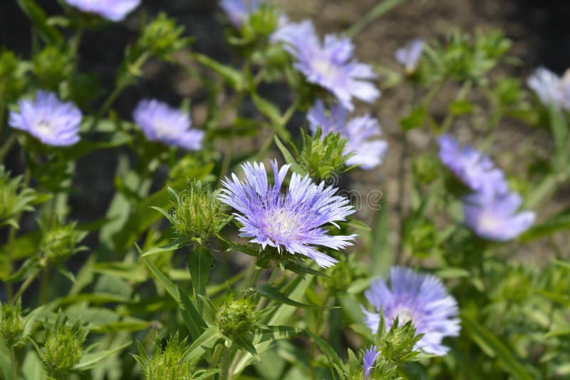Stokes aster stock image. Image of outdoors, aster, flowers - 284383577