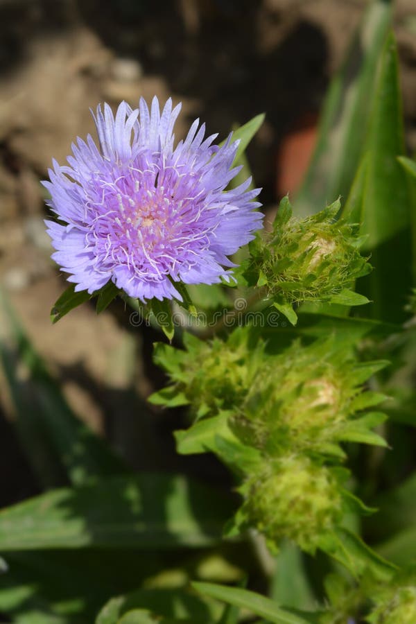 Stokes aster stock image. Image of leaf, outdoors, plant - 127573143