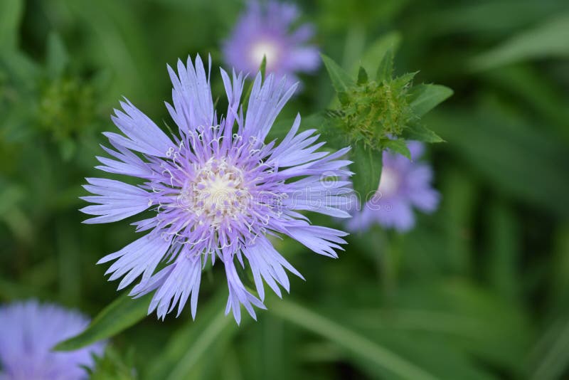 Stokes aster stock photo. Image of flower, spring, stokes - 137118864
