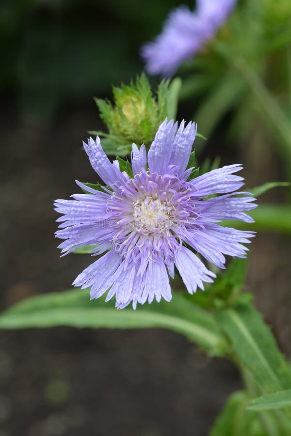 Stokes aster stock photo. Image of stokes, purple, flower - 135163742