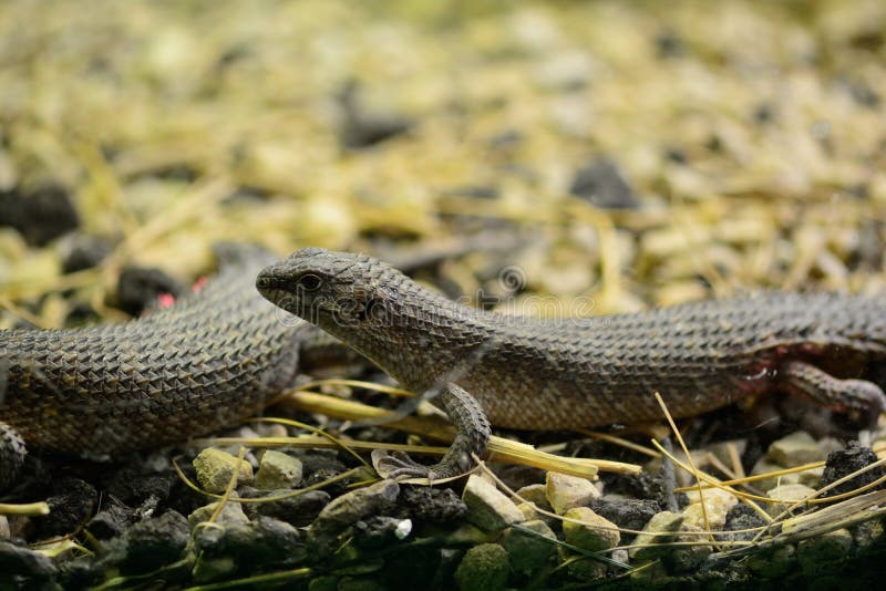 Gidgee Skink photo stock. Image du natures, animal, pointu - 31349616