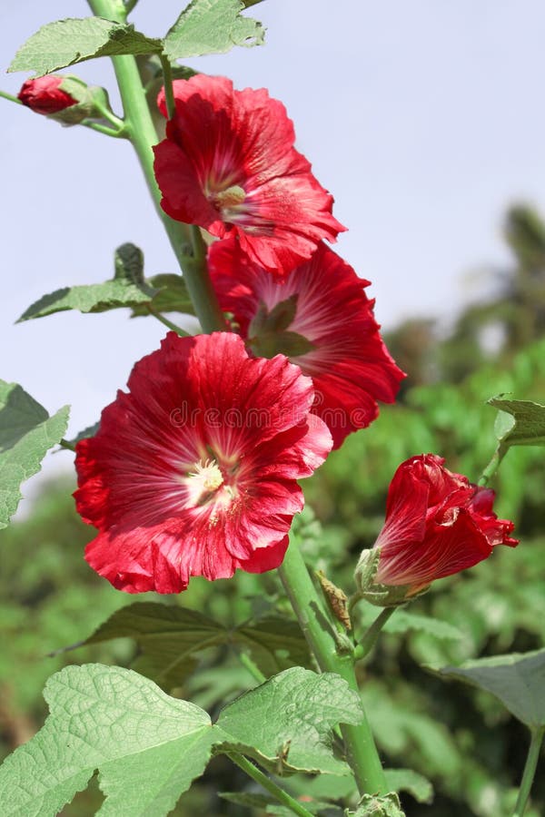 Stokrozen in mooie kleuren stock afbeelding. Image of rozen - 144281751