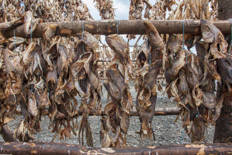 Stokvis in IJsland stock afbeelding. Image of dier, voedsel - 83720355