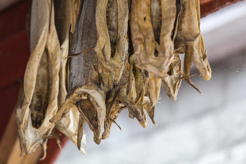 Stokvis Het Hangen Om Te Drogen Stock Foto - Image of kabeljauw ...