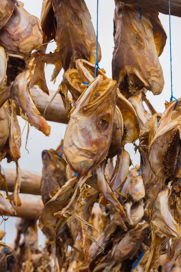 Stokvis Het Hangen Voor Het Drogen Stock Afbeelding - Image of overzees ...