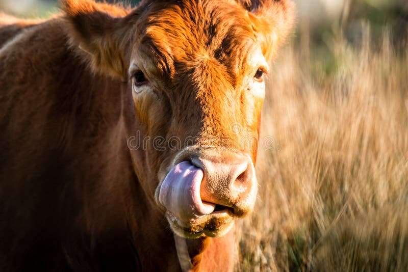 Koe met de tong in de neus stock foto. Image of landelijk - 41532268